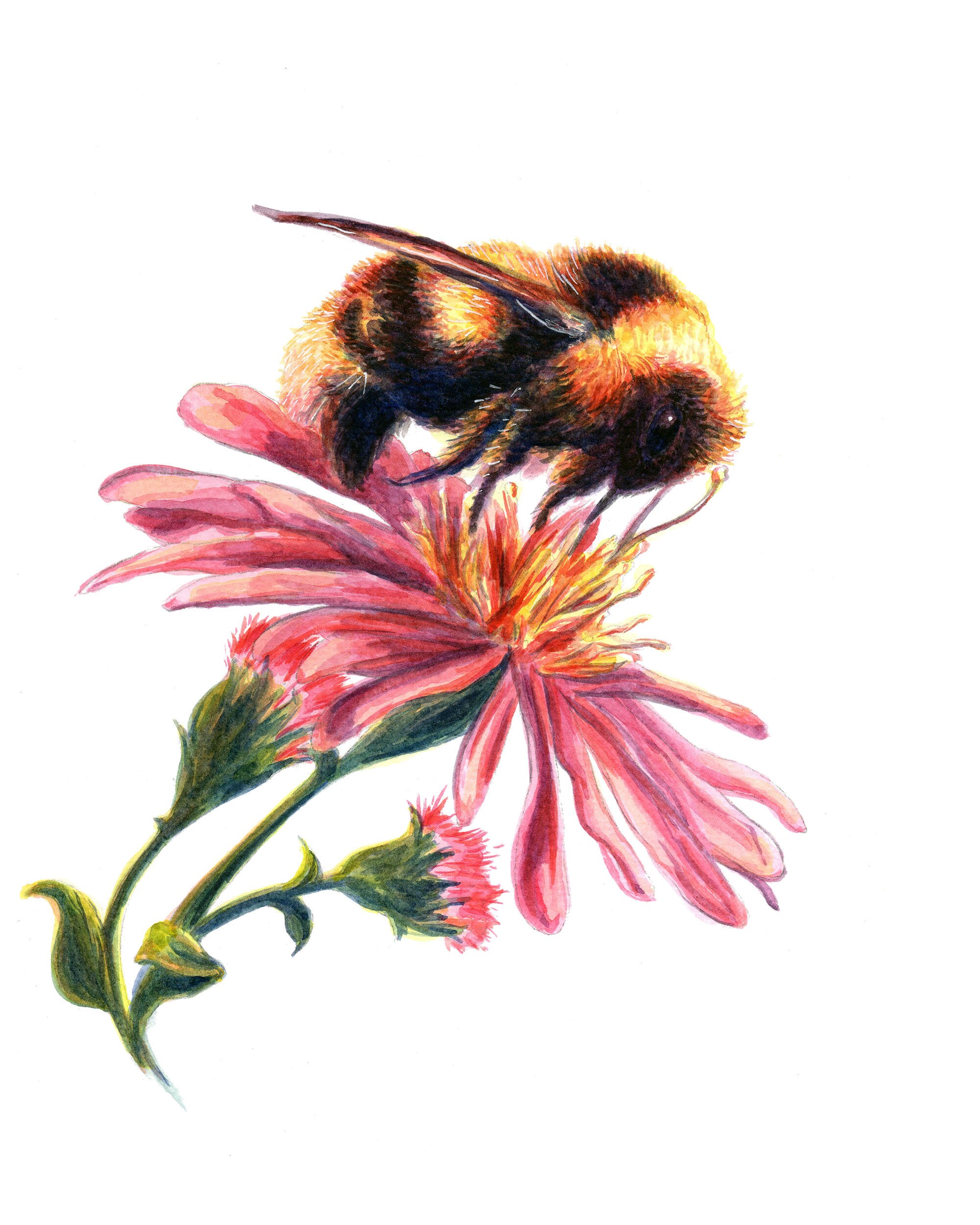 Bumble Bee on a Flower Template Transfer for Watercolor - Etsy