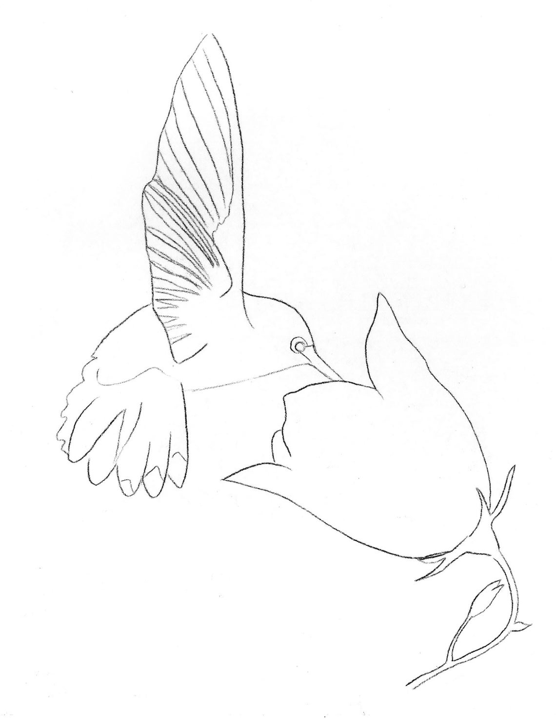 Hummingbird Template Transfer for Watercolor Youtube Tutorial Video ...