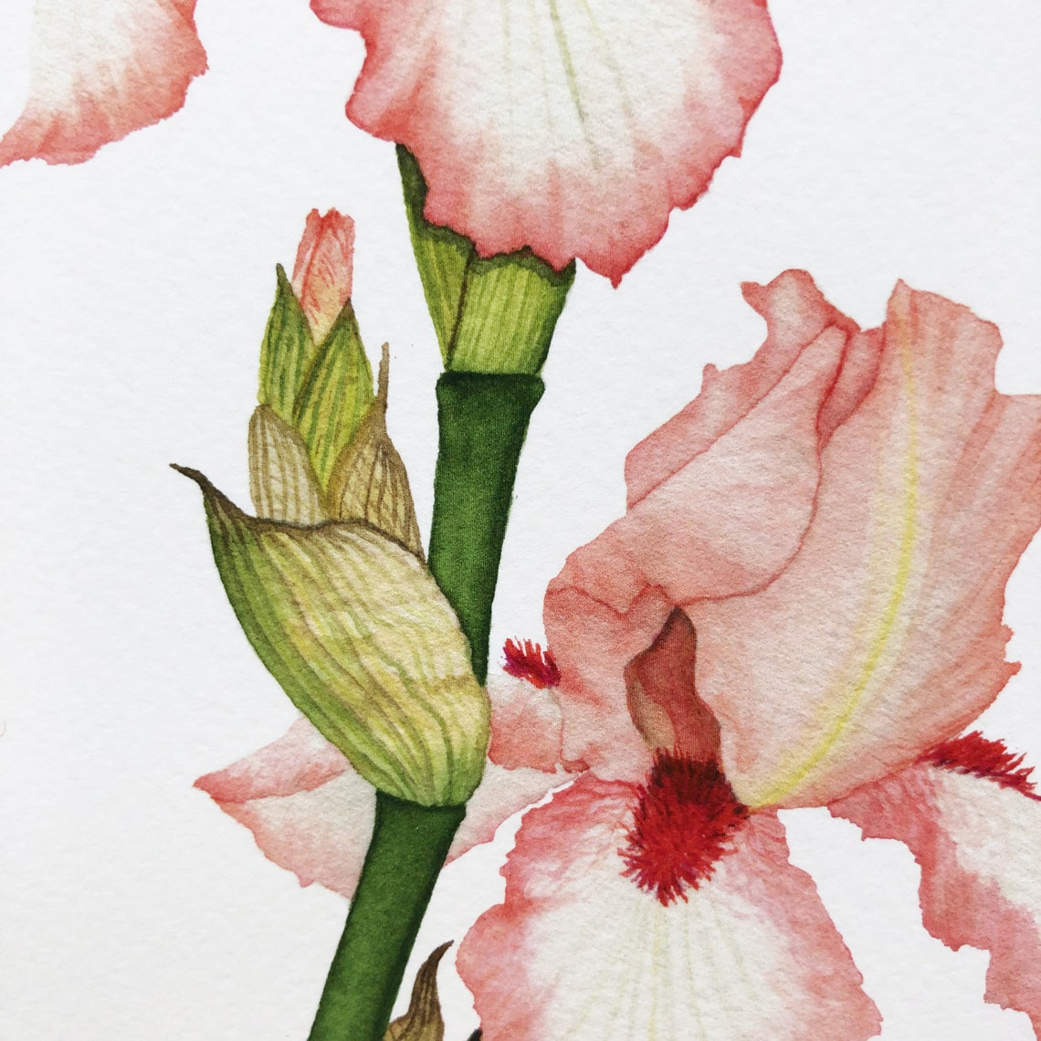 Iris Flowers Watercolor Botanical Print 4x6 5x7 8x10 Peach - Etsy