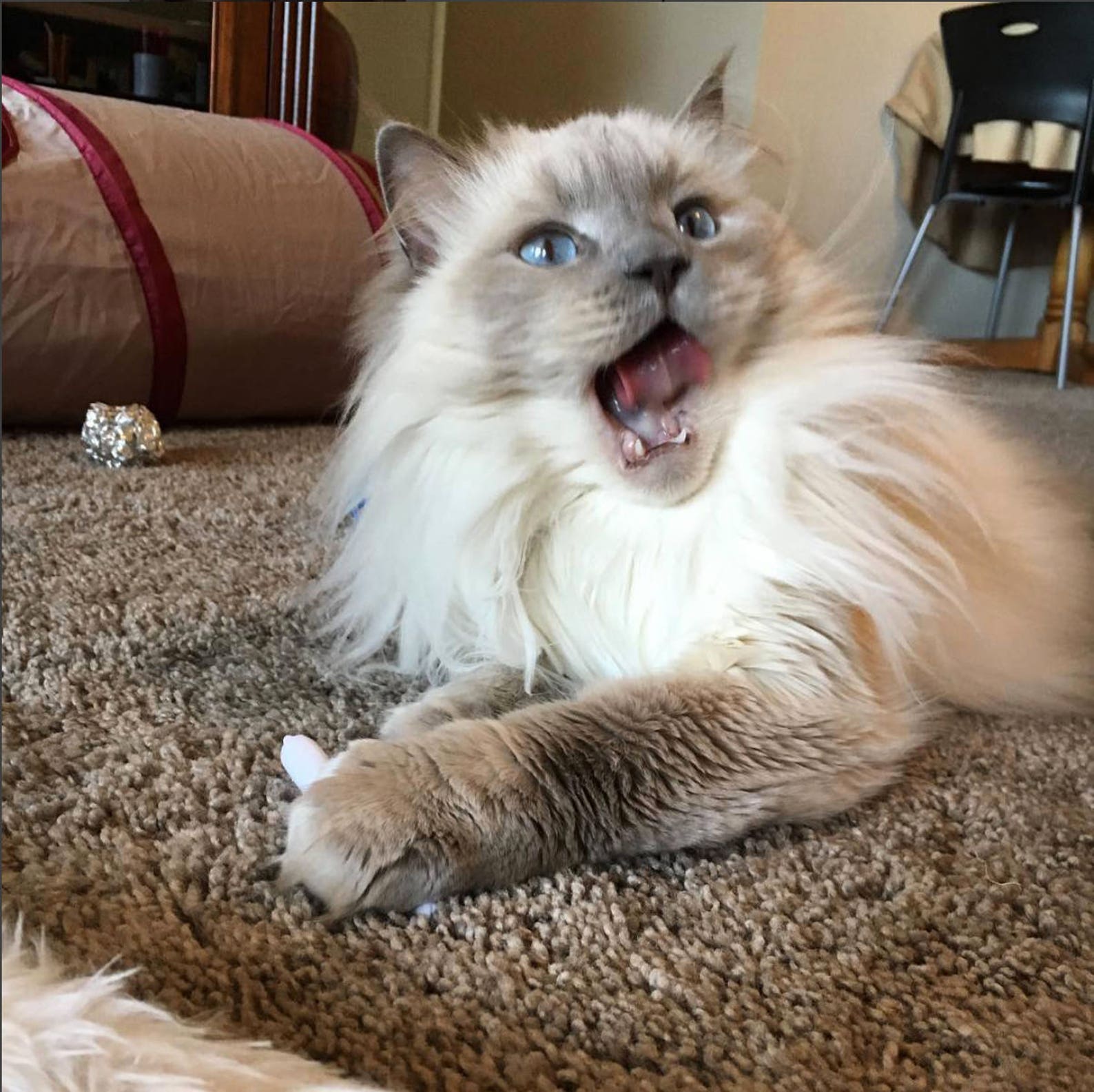 Catnip Joints Cat Toy 3 Pack - Etsy