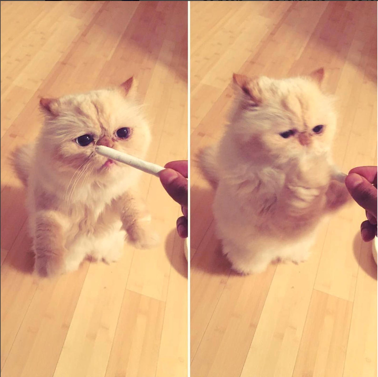 Catnip Joints Cat Toy 3 Pack - Etsy