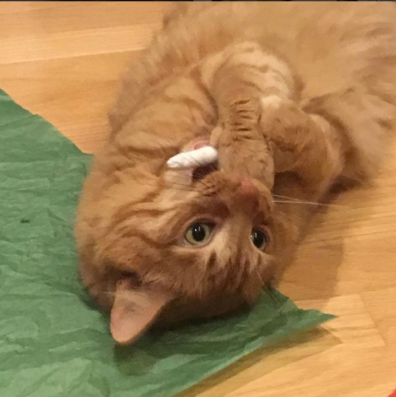 Catnip Joints Cat Toy 3 Pack | Etsy