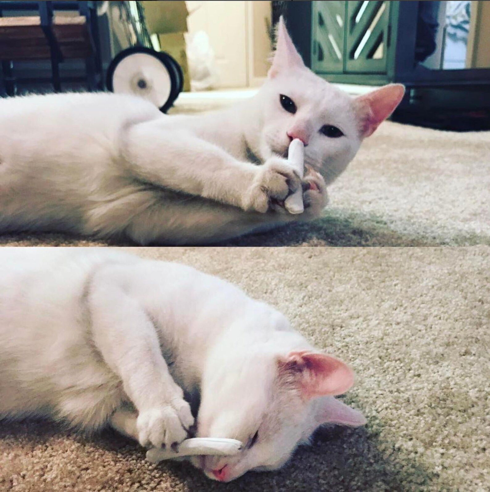 Catnip Joints Cat Toy 3 Pack | Etsy