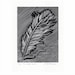 Feather Lino Print 'the Fabled Feather' by Jennifer Rampling - Etsy