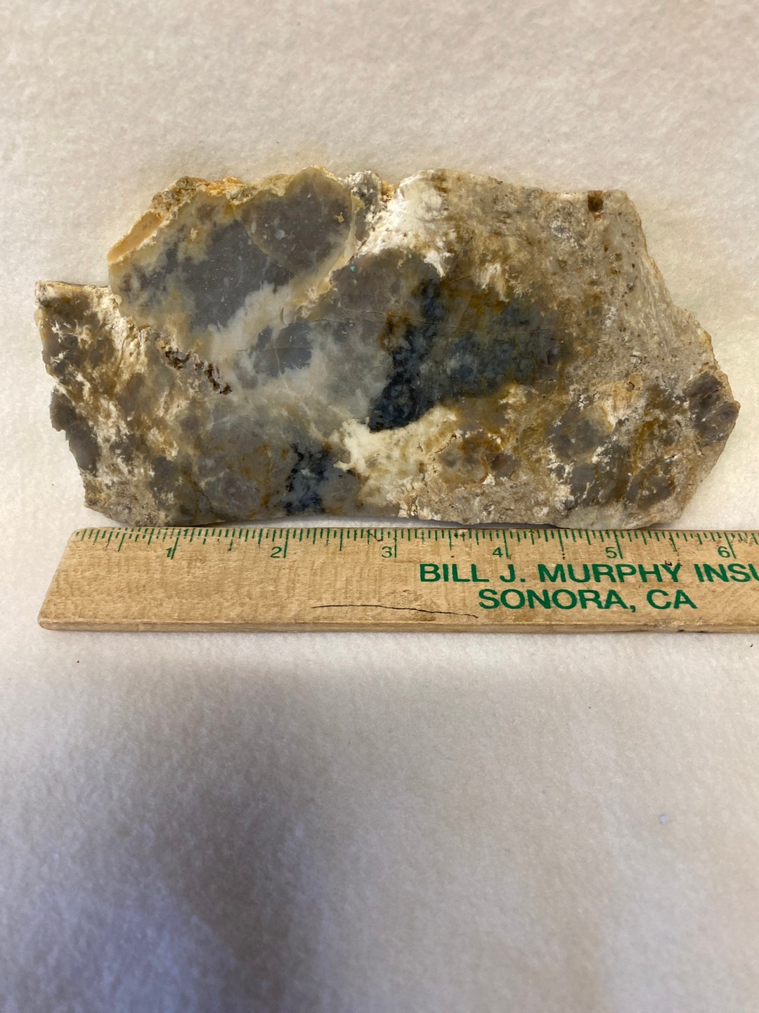 Slabs: Coprolite - Etsy