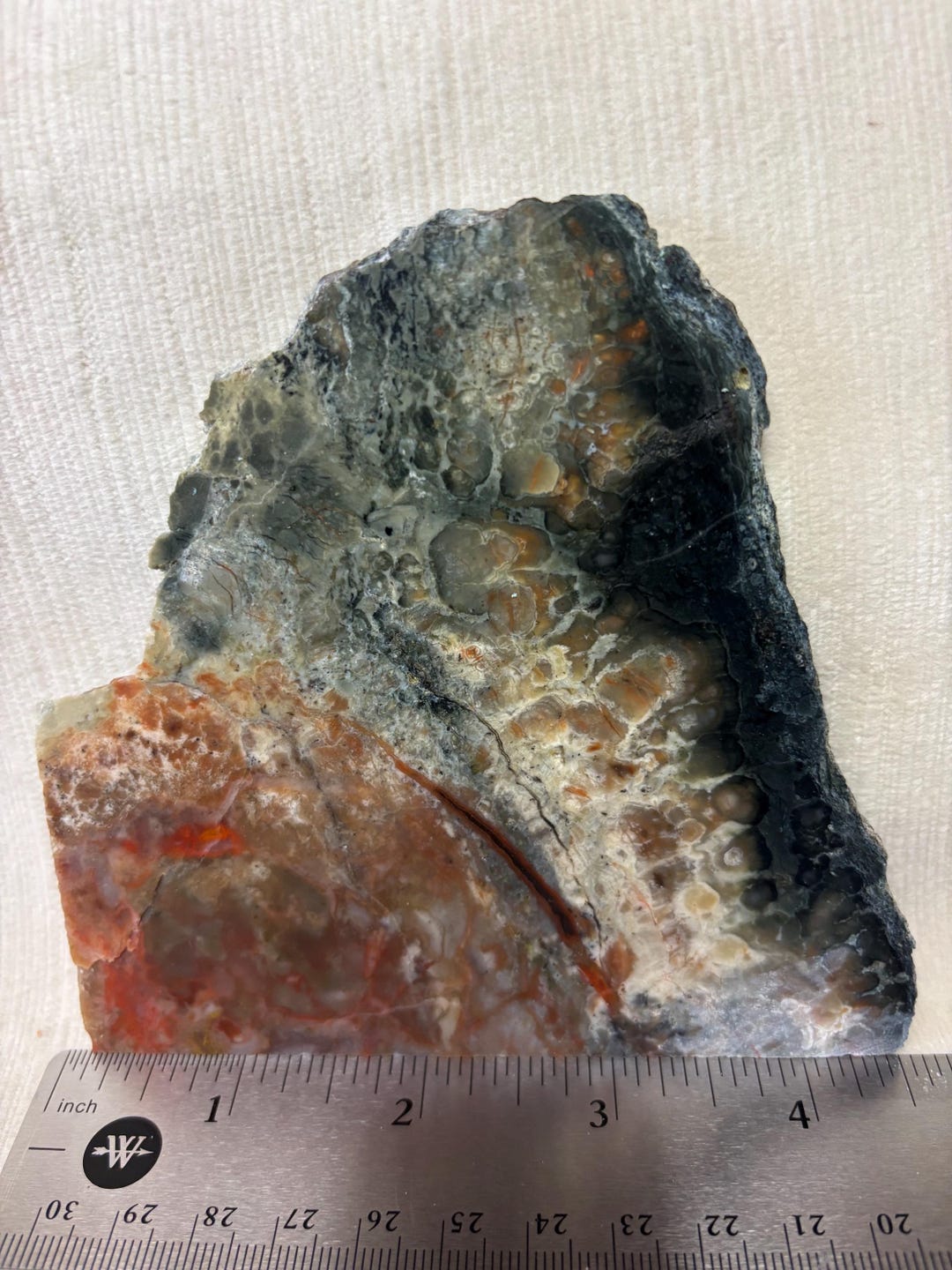 Slabs: Coprolite - Etsy