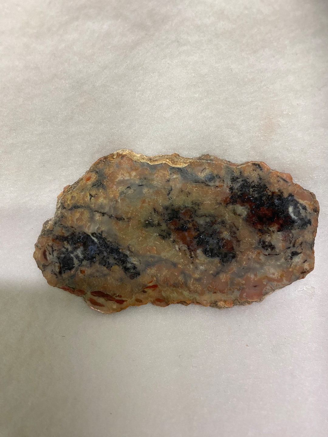 Slabs: Coprolite - Etsy