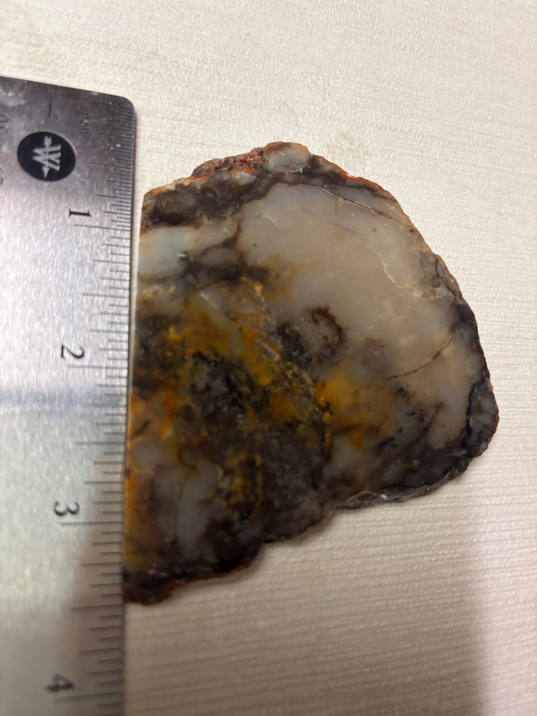 Coprolite Slabs - Etsy