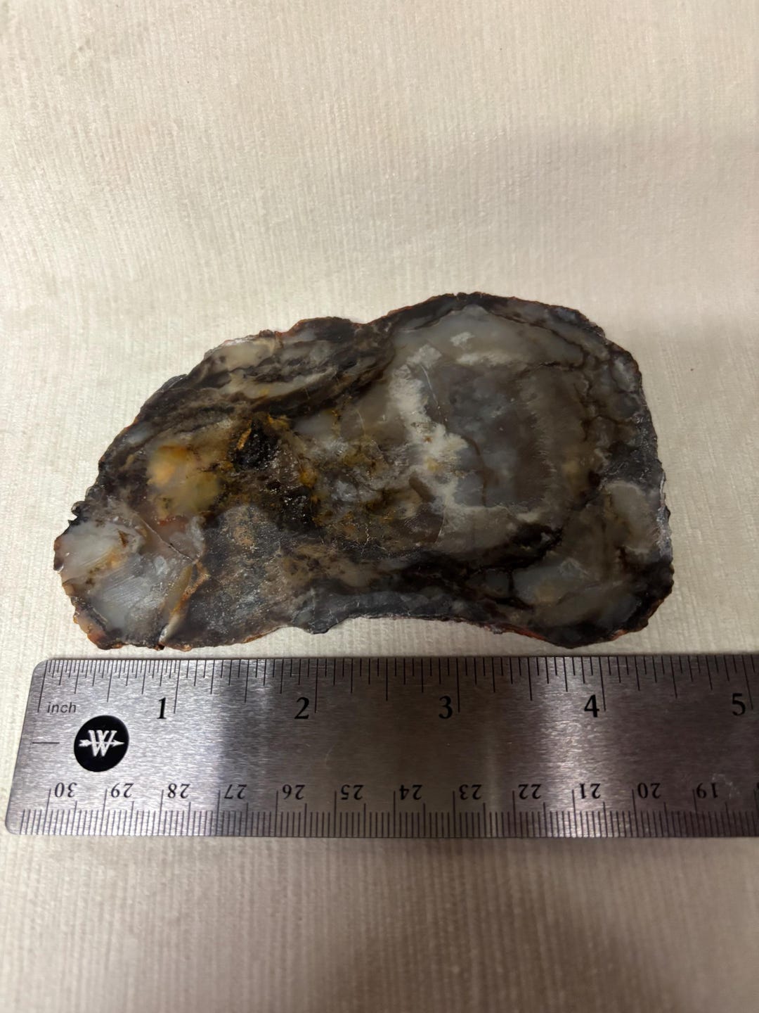 Coprolite Slabs - Etsy