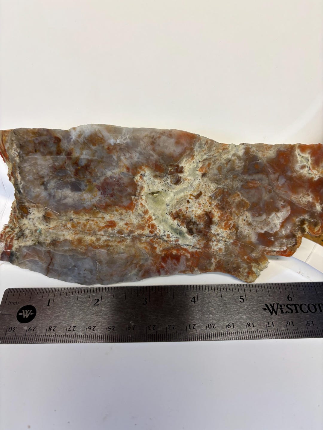 Coprolite Slabs - Etsy