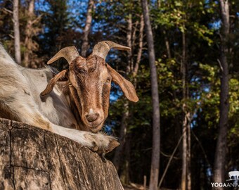 Avery Baby Goat Farm Animal Rescue Portrait Photography | Etsy