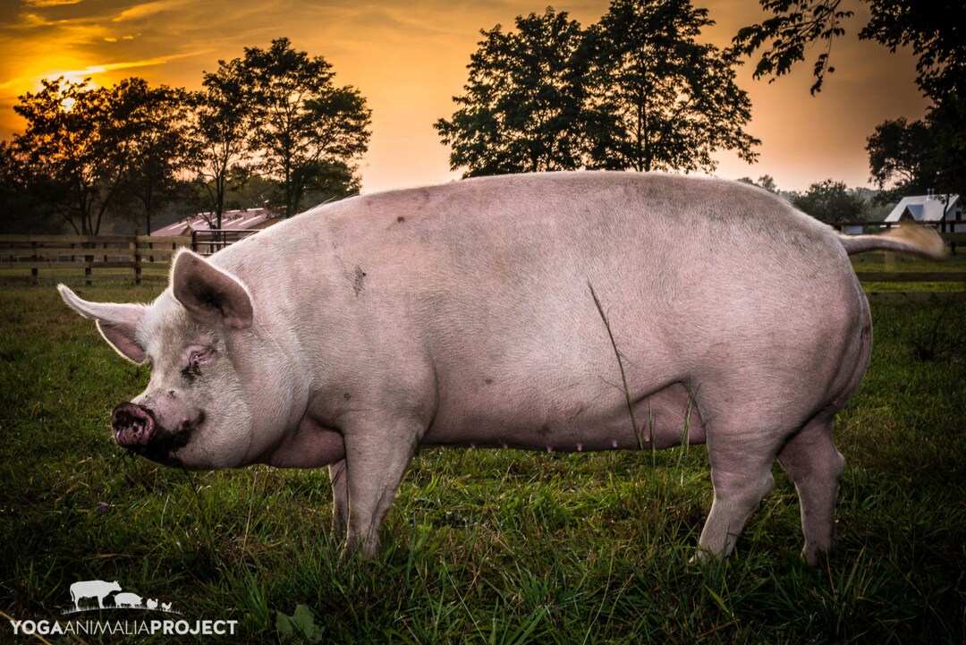 Olive Pig, Farm Animal Rescue Portrait Photography, Sunset Photography ...
