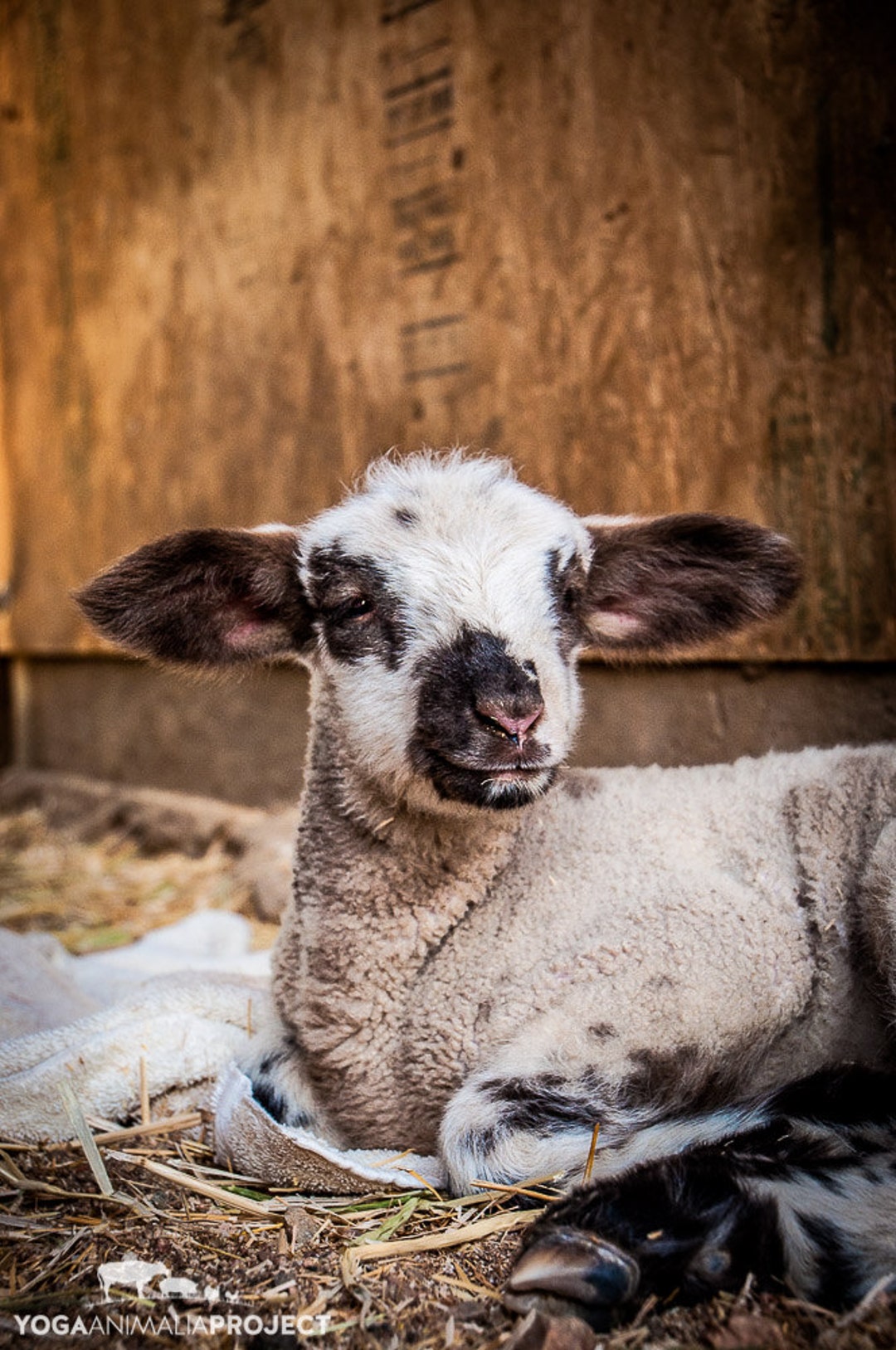 May Lamb Farm Animal Rescue Sheep Portrait Photography - Etsy