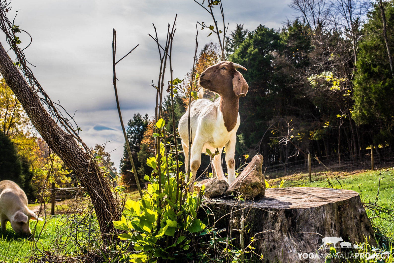 Nemo Goat, Farm Animal Rescue Portrait Photography, Country Farm Life ...
