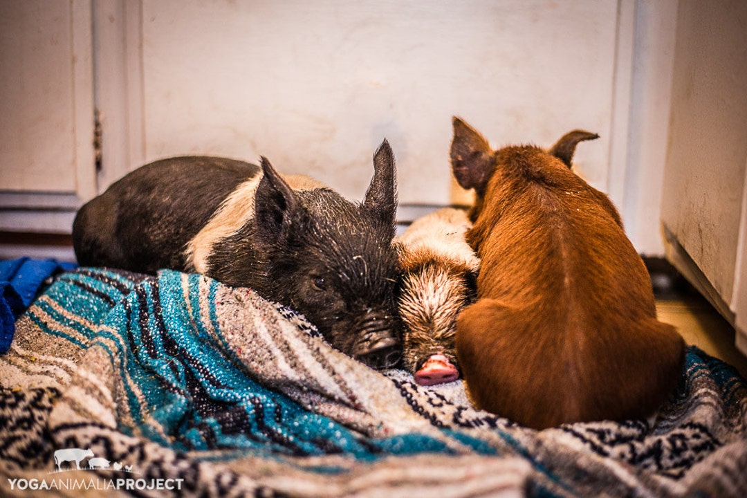 Magpie, Rudy & Georgina Pigs, Farm Animal Rescue Portrait Photography ...