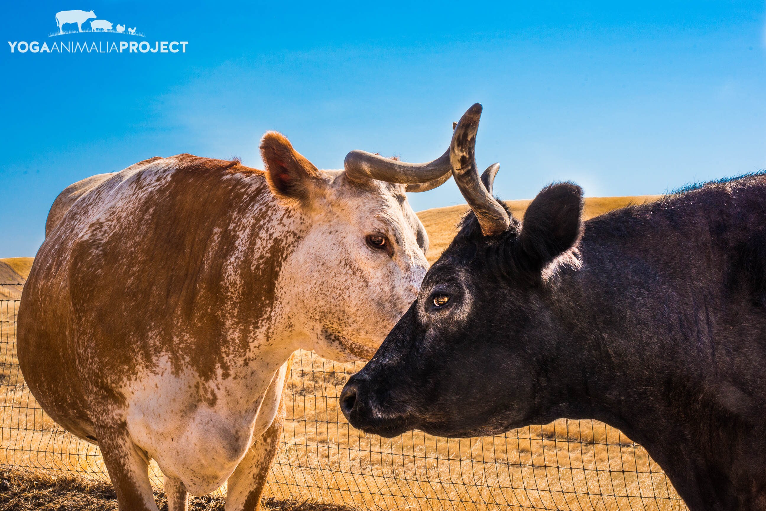 Susie Moo & Rosy Cows; Farm Animal Rescue Cattle Portrait Photography ...