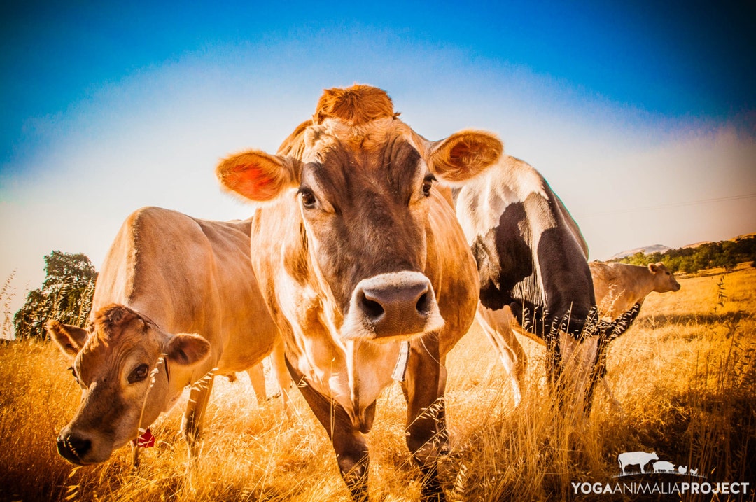 Mario, Linus, & Bongo Steer, Farm Animal Rescue Cattle Portrait ...