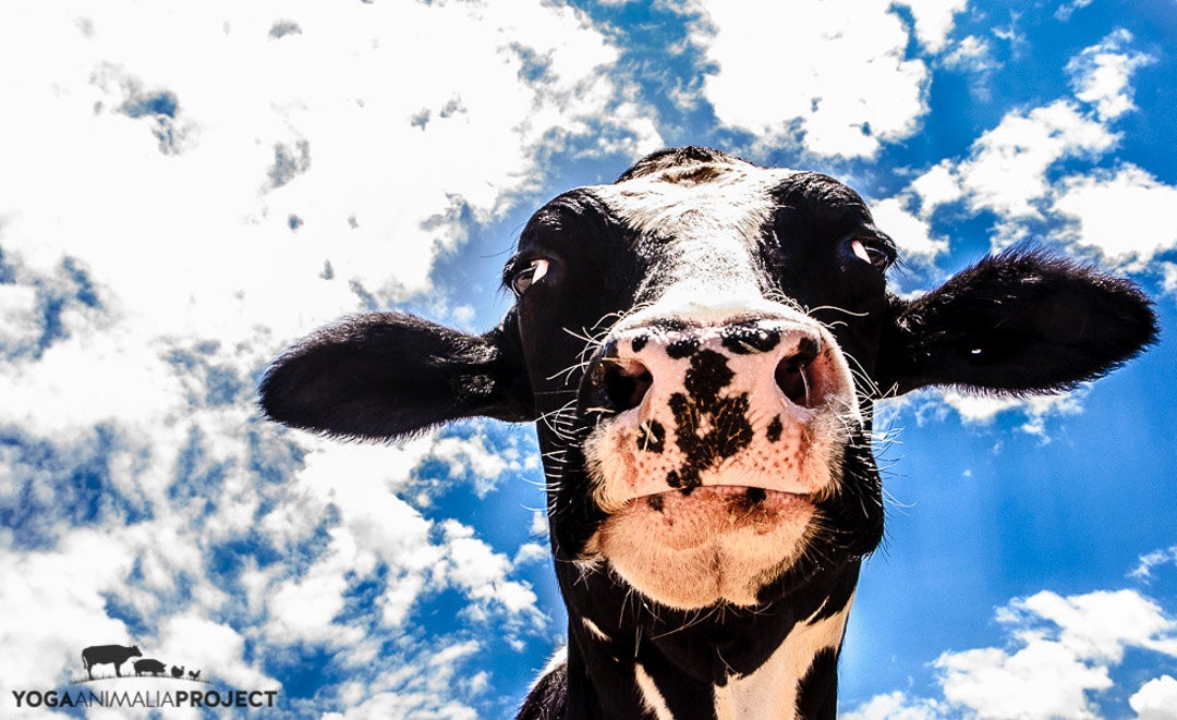 Pinto Steer, Farm Animal Rescue Cattle Portrait Photography - Etsy