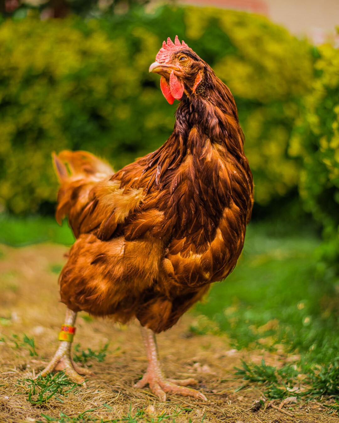 Andromeda Hen, Farm Animal Rescue Chicken Portrait Photography, Farm ...