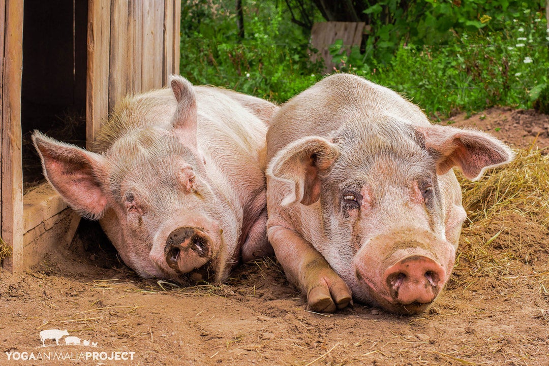 Nugget & Duncan Pigs, Farm Animal Rescue Portrait Photography, Pig ...