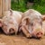 Nugget & Duncan Pigs, Farm Animal Rescue Portrait Photography, Pig ...