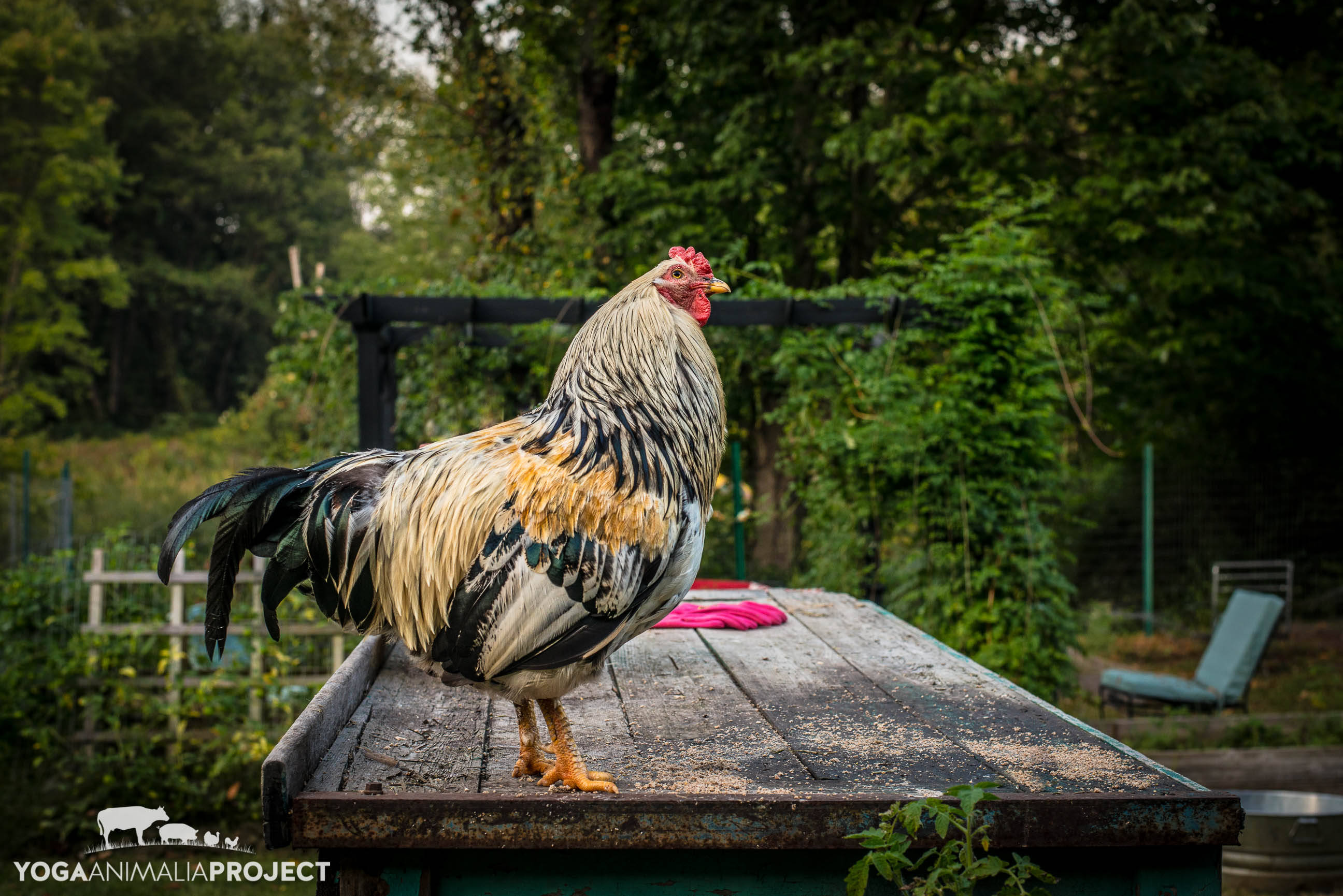 Yuri Rooster, Farm Animal Chicken Portrait Photography Photographic ...