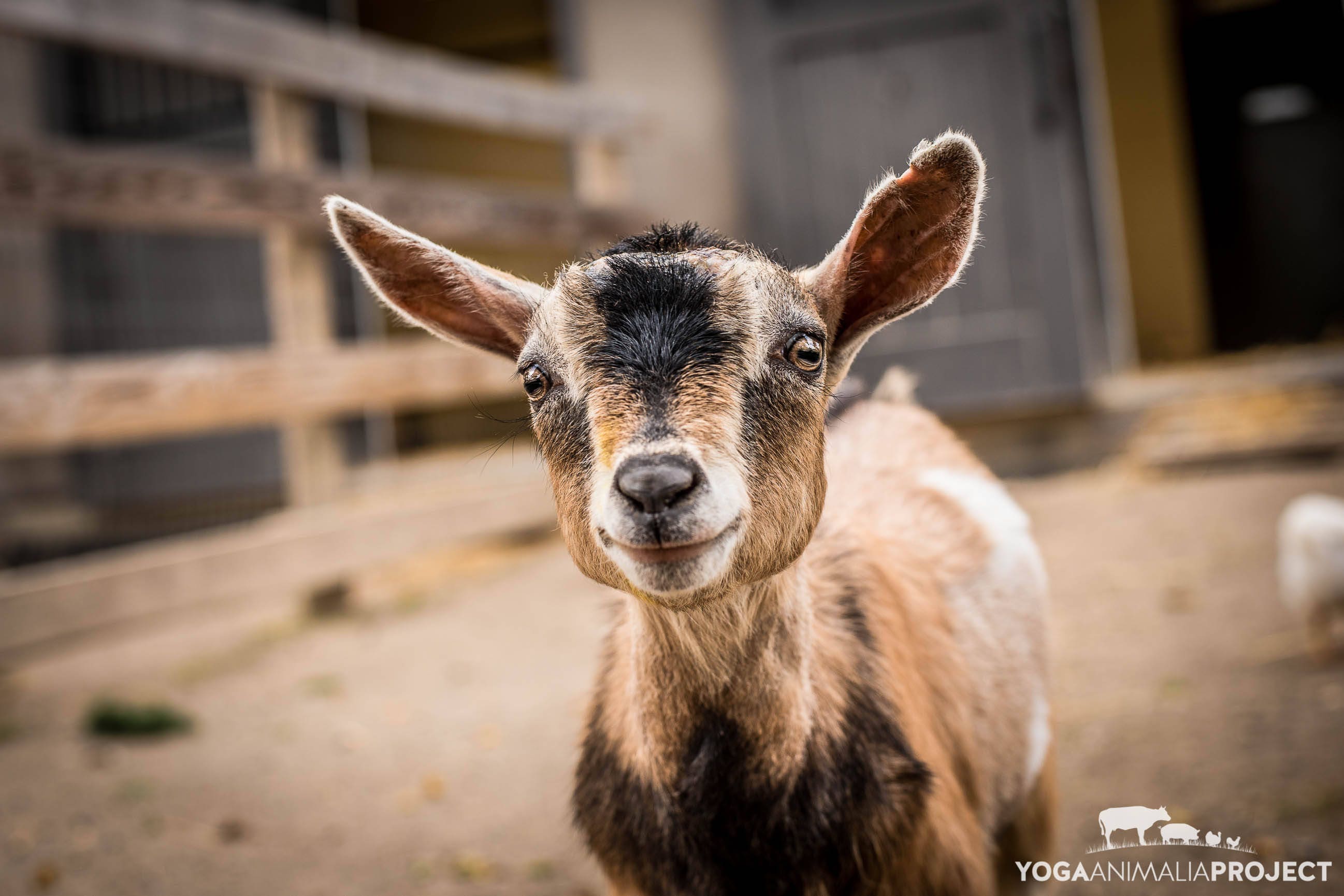 Baby Goat Face