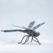 Dragonfly Sculpture Made From Scrap Metal, Emperor Dragonfly,made to ...