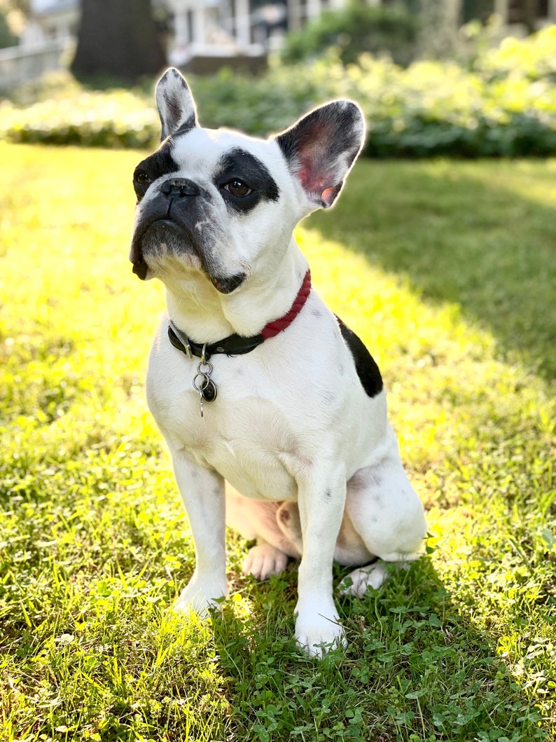 Needle Felt French Bulldog Felted Dog Ornament Custom Dog From Photo ...