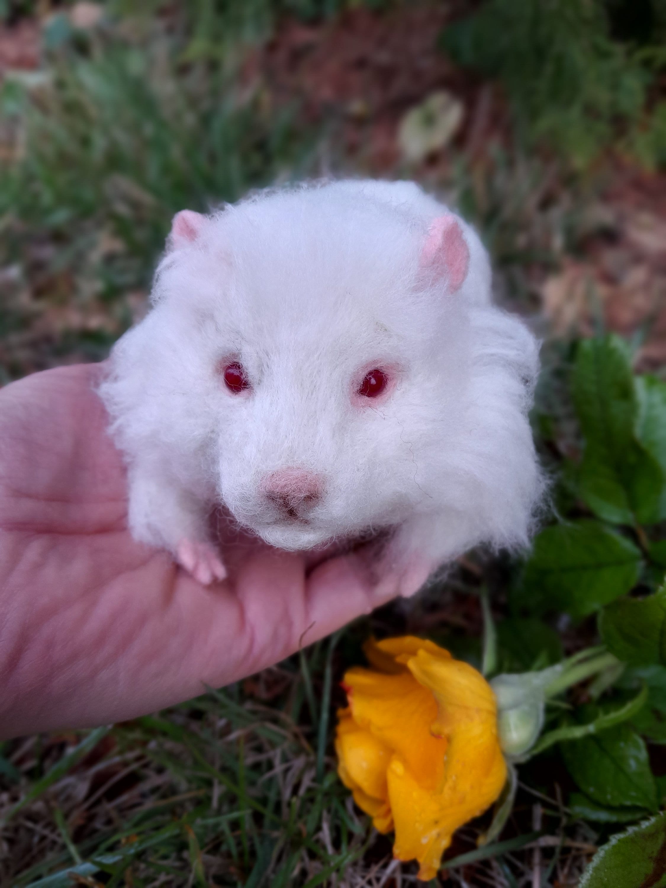 White Hamsters With Red Eyes