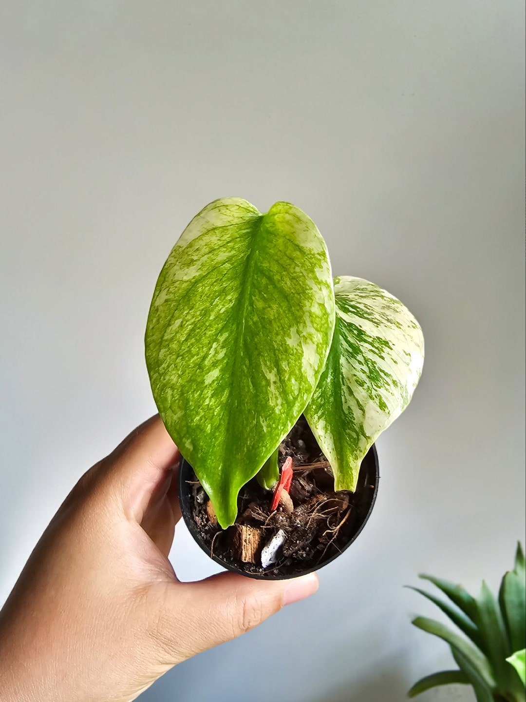 Monstera Mint Large Form Deliciosa Split Leaf Swiss Cheese Bridesmaid ...