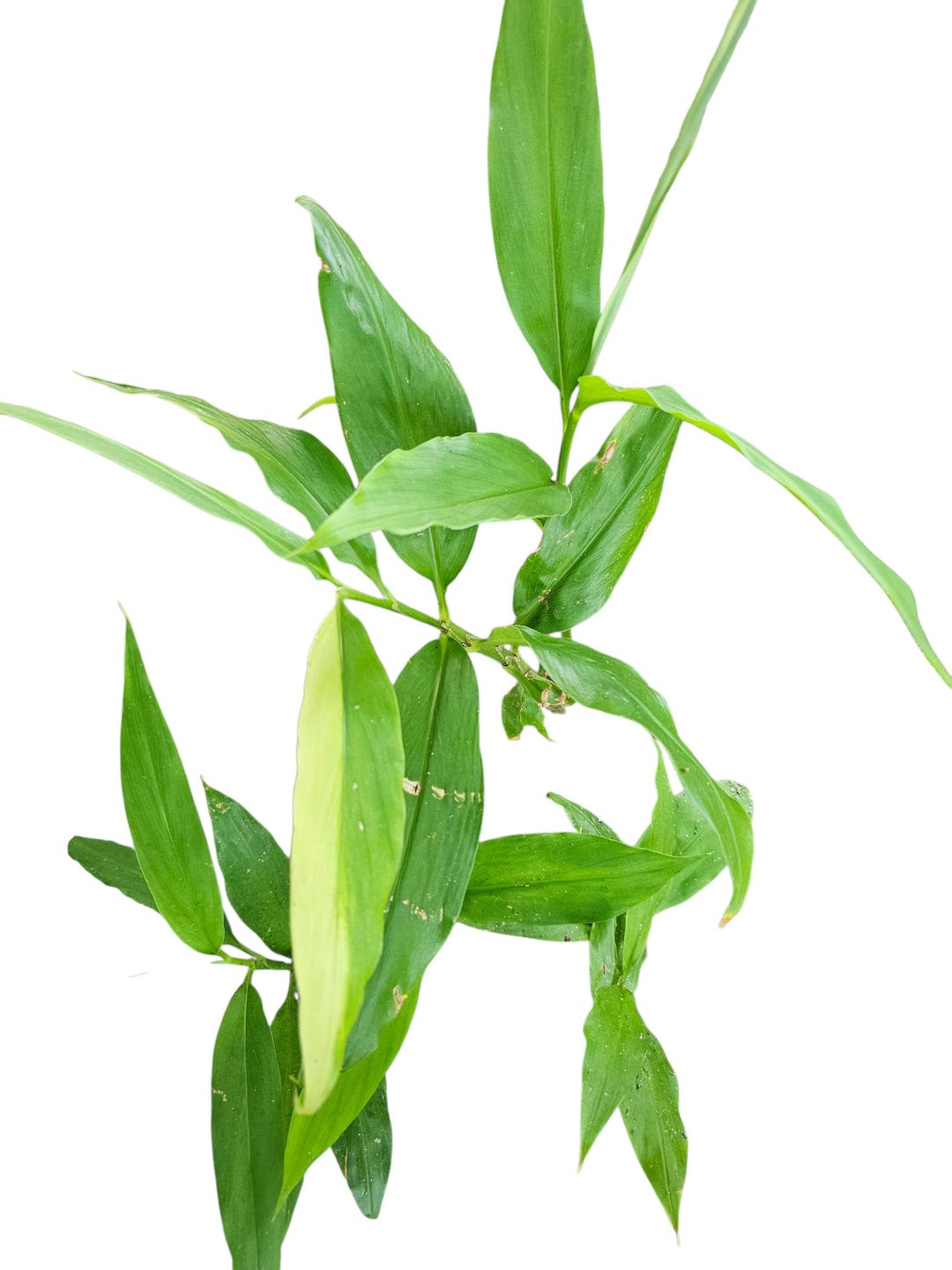 Live Japanese Myoga Ginger Plant | Edible Flower Buds | Zingiber Mioga ...