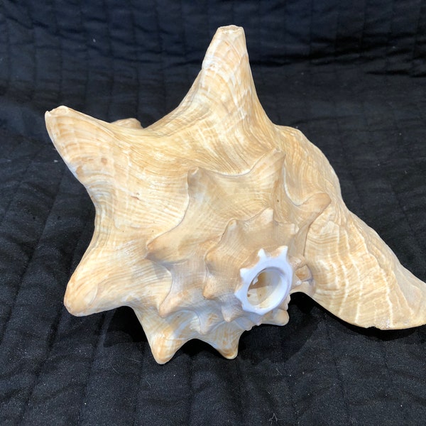 Conch - Etsy UK