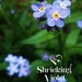 Flower Earrings by Shrieking Violet® Gold-plated Sterling Silver Heart ...