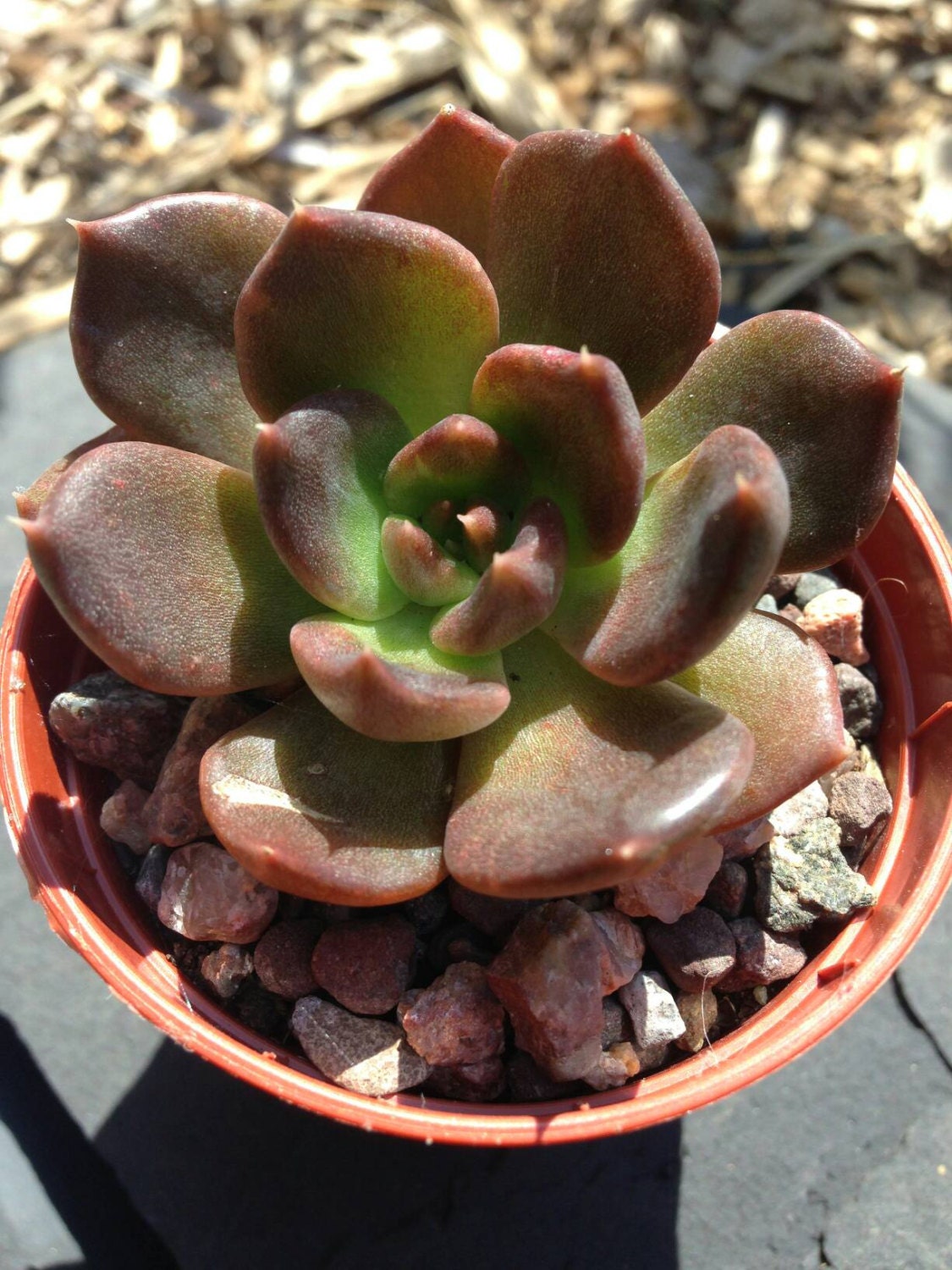 Echeveria Affinis Fat Leaf Monstrosa Form 7cm RARE Succulent | Etsy