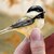 Flying Chickadee, Fabric Decal, Wall Decal Bird, Black-capped Chickadee ...