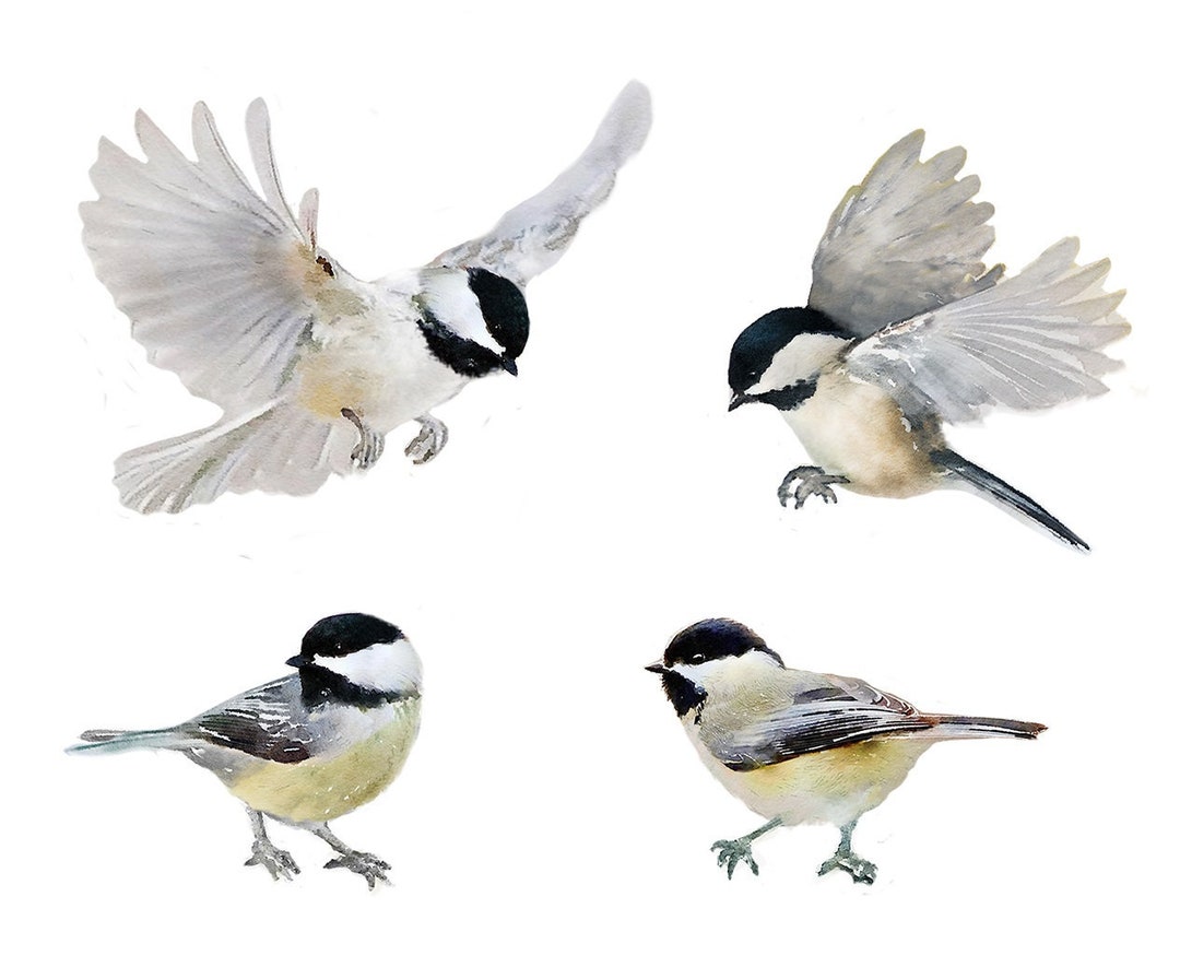 Set 4 Wall Decals Birds, Black-capped Chickadees, Get Well Gift, Wall ...