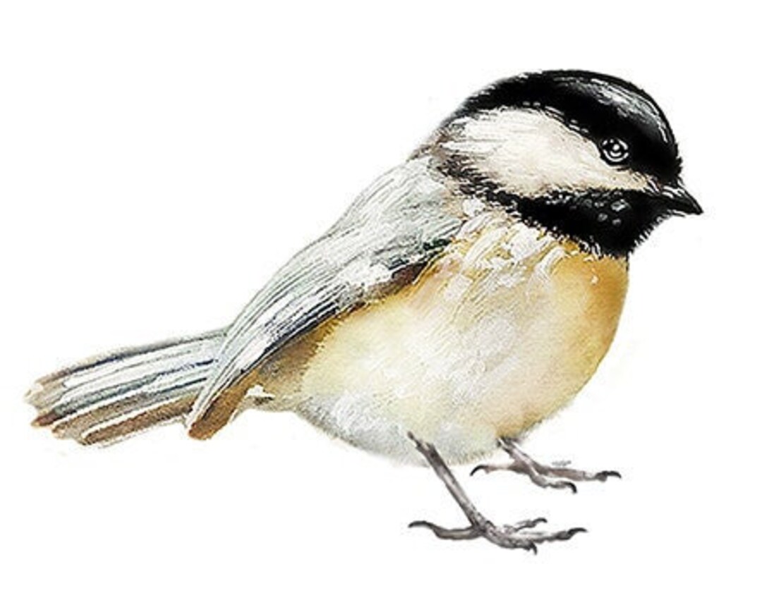 Chickadee, Bird Wall Sticker, Fabric Decal, Get Well Gift, Watercolor ...