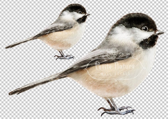 Black-capped Chickadee Clipart PNG Files Transparent | Etsy Canada