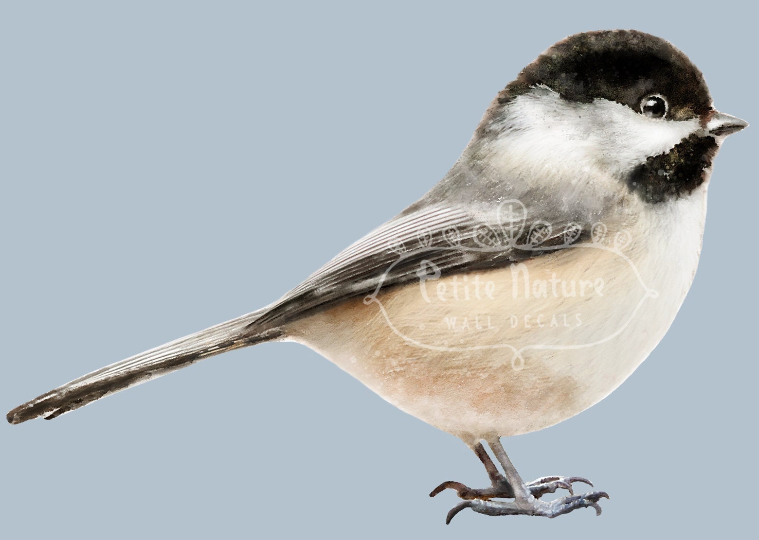 Black-capped Chickadee Clipart, PNG Files, Transparent Background ...