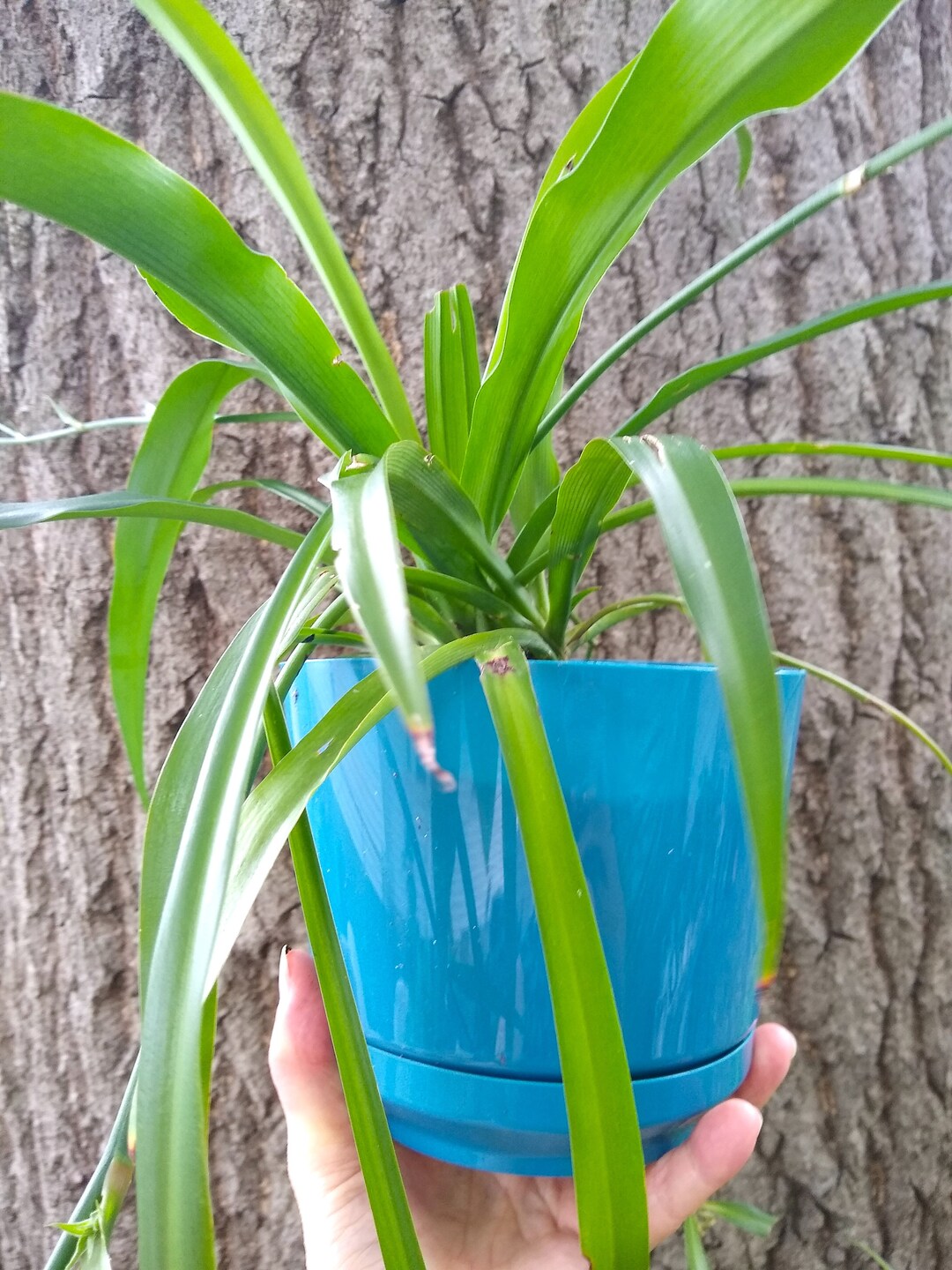 Big Blue Pot of Green Spider Airplane Plant in 6" Plastic Pot. Two Year ...