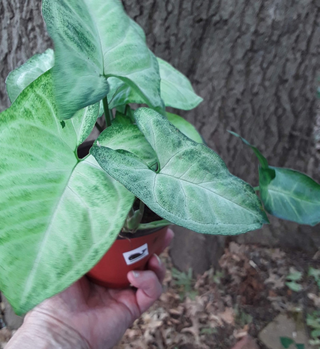 Choose Arrowhead Vine Plant. House Plant in 3 Nice White or 4 Nursery ...