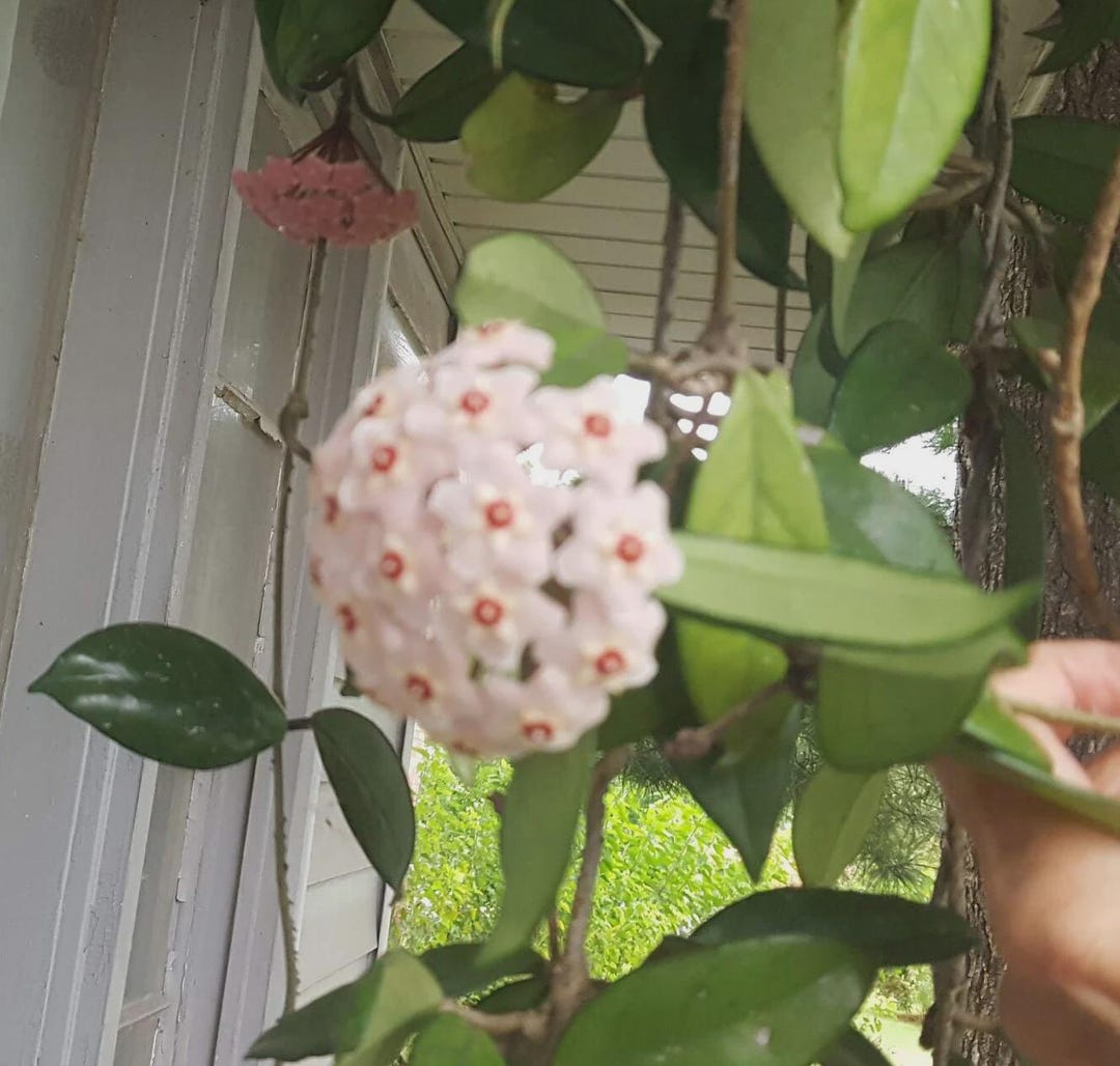 Hoya Carnosa Vine Wax Flower Plant. House Plant in Small 2.5" Pot or 3 ...