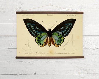 Butterfly poster | Etsy