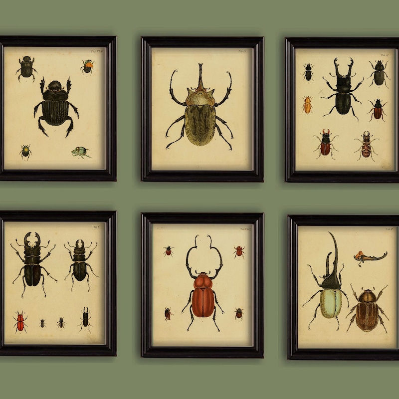 Bug Prints - Etsy