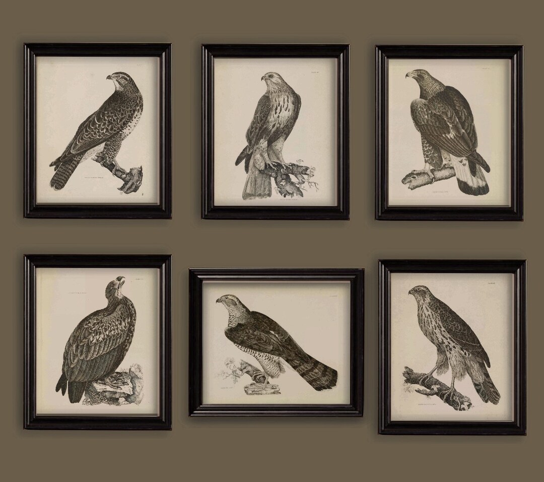 Vintage British Birds of Prey Drawings Set of 6 Prints Size 8x10 - Etsy