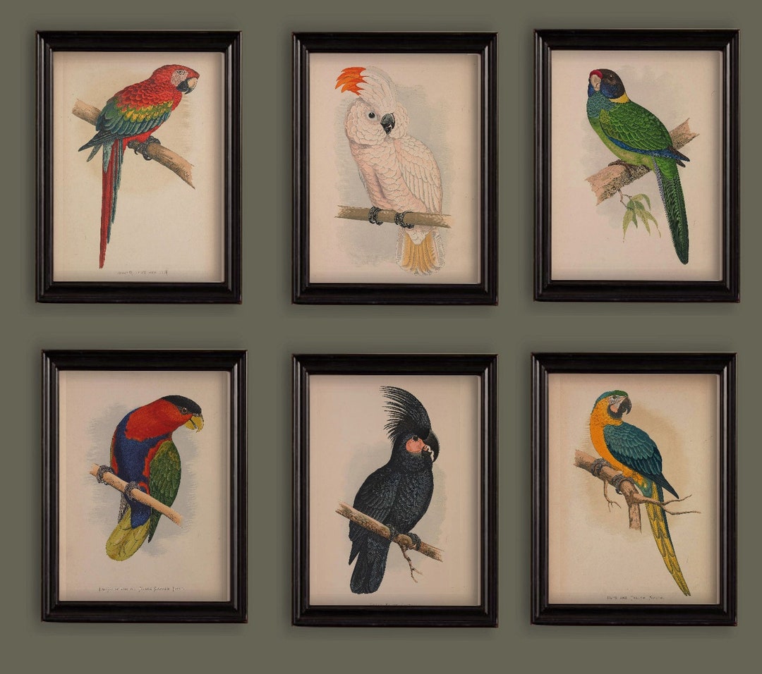 Set of 6 Vintage Parrot Prints Gallery Wall - Etsy UK