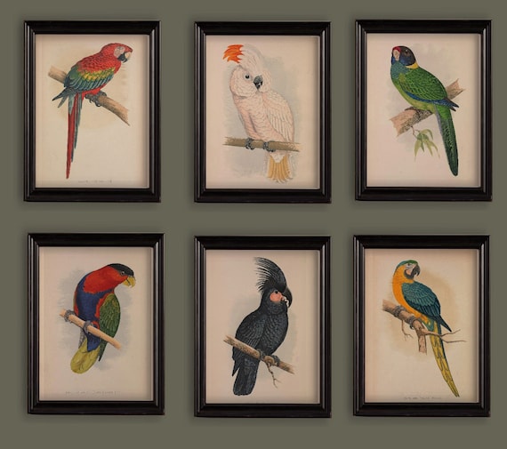 Set of 6 Vintage Parrot Prints Gallery Wall A4 or 5x7 - Etsy