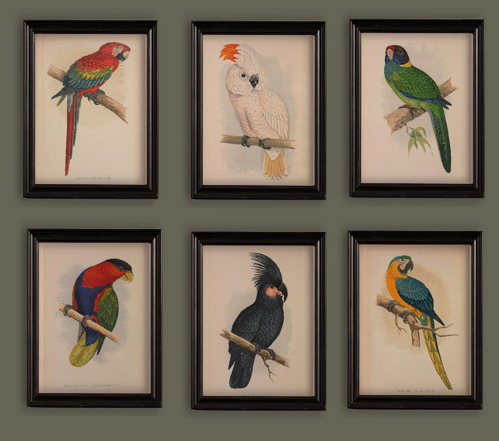 Set of 6 Vintage Parrot Prints Gallery Wall A4 or 5x7 - Etsy UK