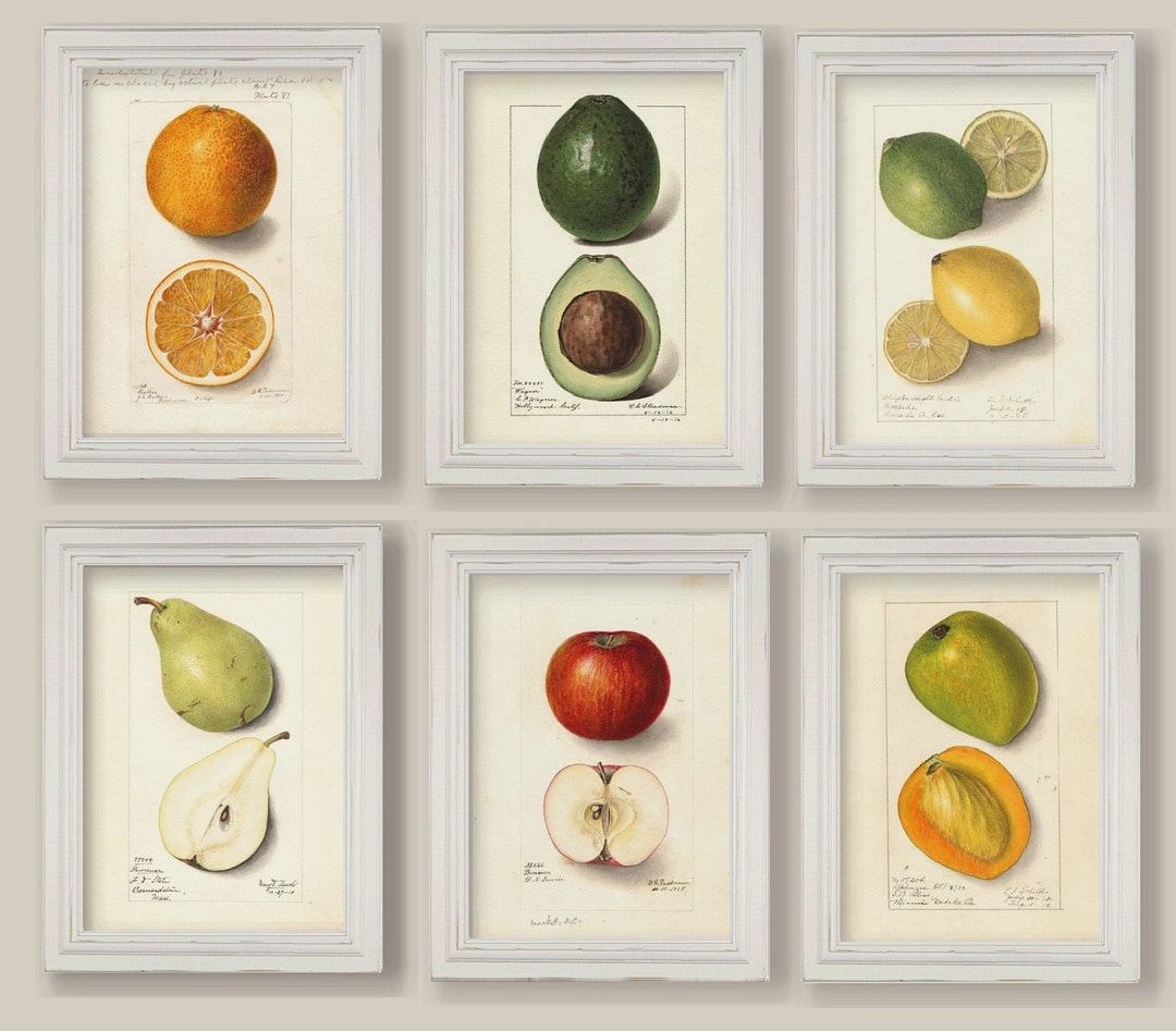 Set of 6 Botanical Fruit Prints Gallery Wall Kitchen Decor Apple Pear ...